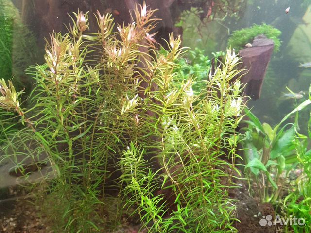 Аквариумное растение дидиплис диандра. Прополка