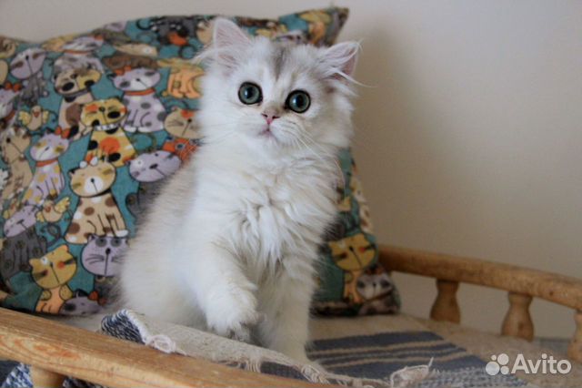 Николь - серебристая затушёванная кошечка