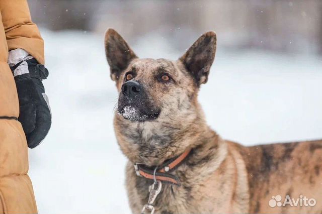 Умная собака Тайгер