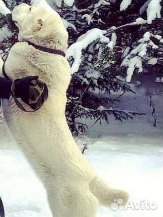 Щенки Алабая помесь, мама чистокровный алабай с ро