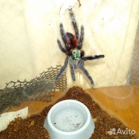 Самец Avicularia (Caribena) versicolor