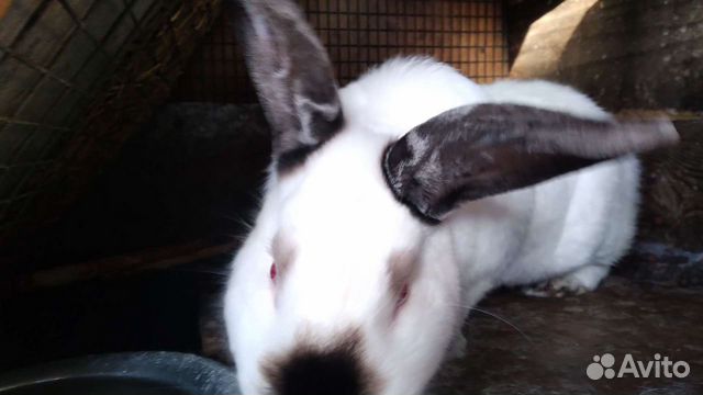 Кролик Калифорния самка и самец