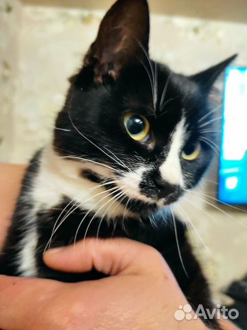 Кошка