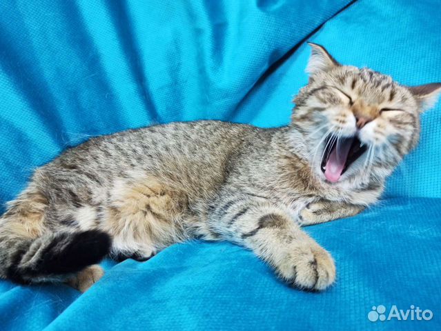 Кот, 1.5 года, ласковый