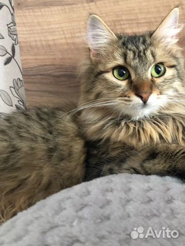 Кошка Нюша ишет дом
