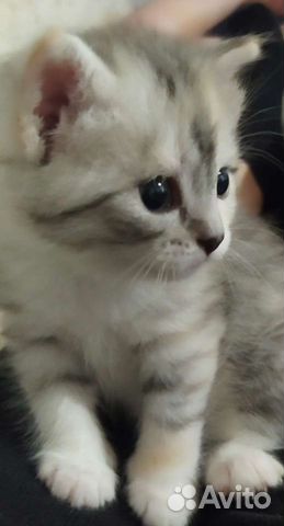 Котята Хайленд Фолд