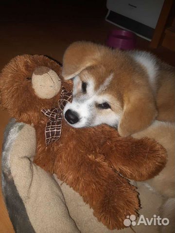 Щенки акита ину