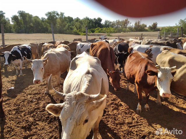 Коровы тельные