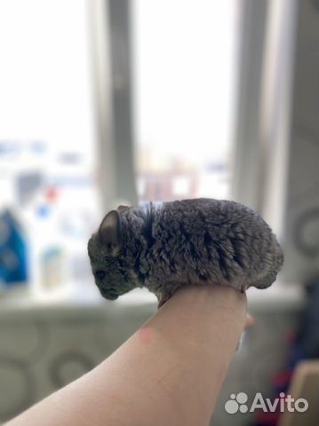 Шиншиллята