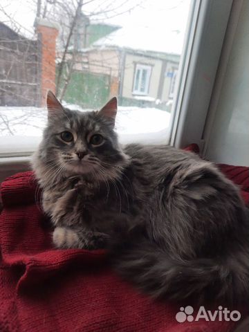 Ищет дом молодой котик Сева