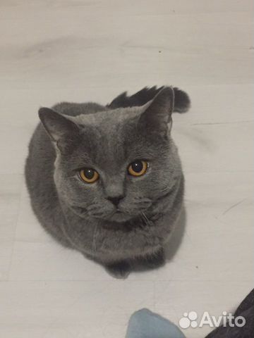 Британский кот вязка