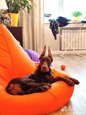 Щенки добермана бесплатно