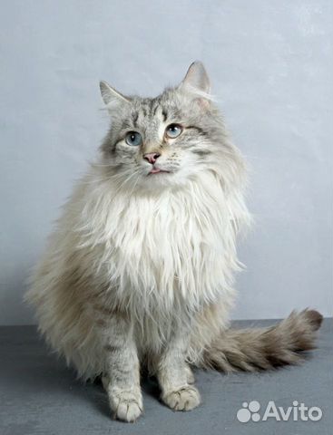 Кот Портос породы «невская маскарадная» в дар