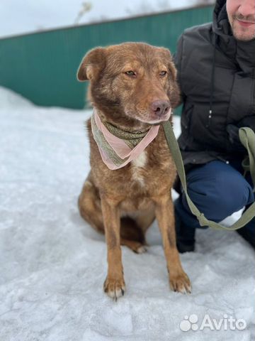 Саша-шоколадка-ласковая собачка ищет дом