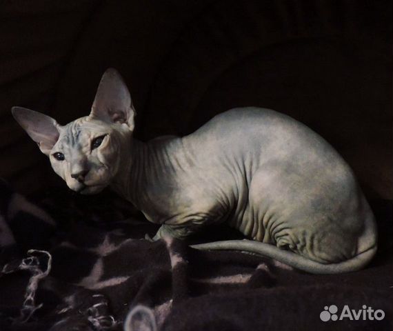 Донской сфинкс котёнок