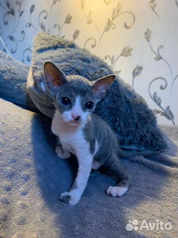 Котята донского сфинкса флок