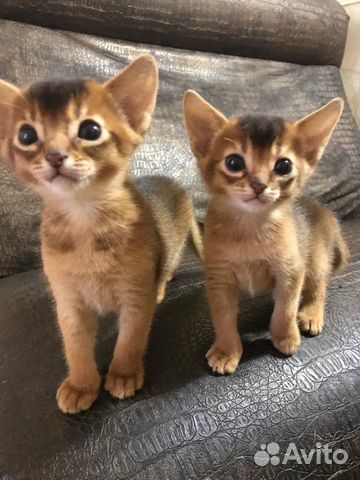 Аббисинские котята