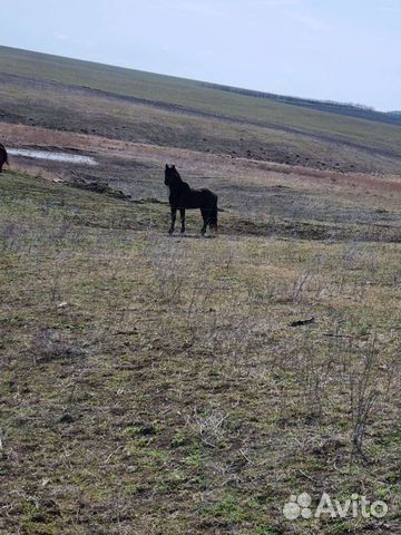 Жеребец + табун