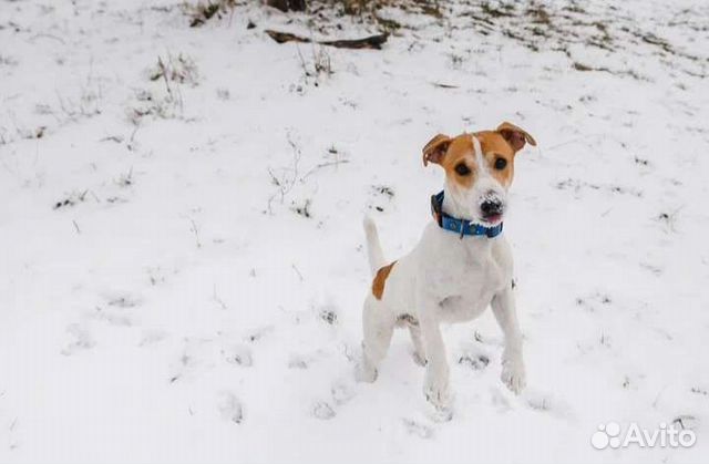 Джек Рассел терьер вязка