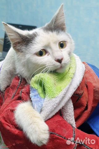 Котенок,с выпавшей кишкой