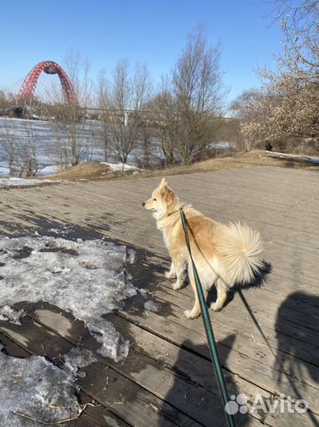 Идеальная Мася ищет дом