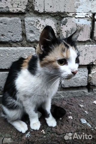 Кошка беспородная красивая маленькая