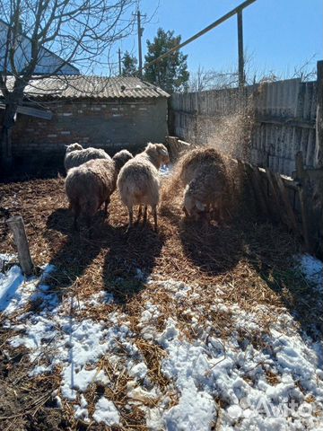 Овцы бараны