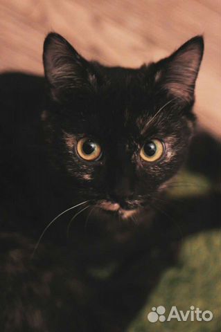 Кошка в дар жужа с Украины