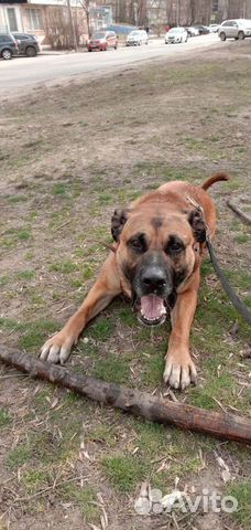 Собака для вязки