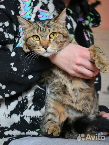 Кнопочка ласковая тигровая девочка