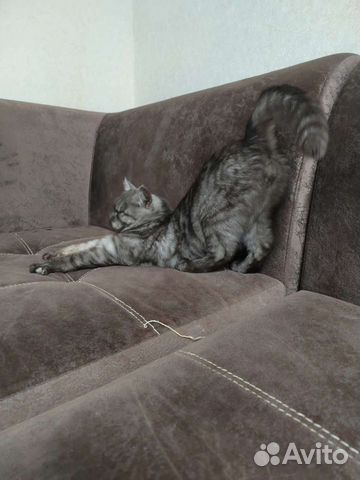 Клёвый котенок в добрые ручки