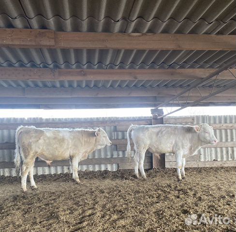 Продаются быки