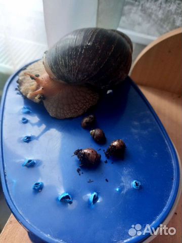 Улитки ахатины