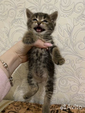 Американская короткошерстная кошка