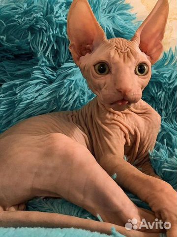 Канадский сфинкс вязка