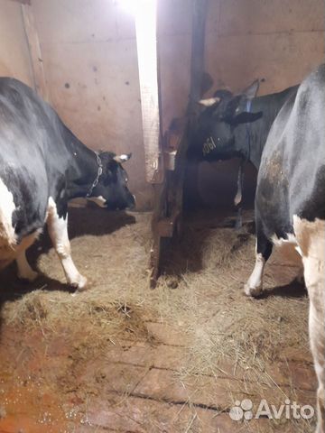 Голштинские коровы