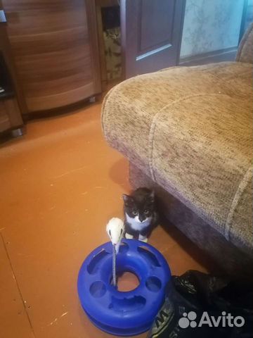 Котенок девочка