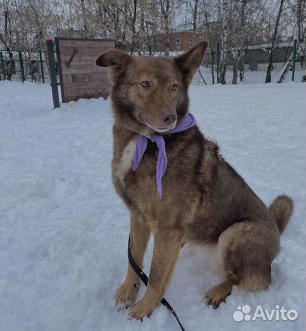 Собака в добрые руки девочка