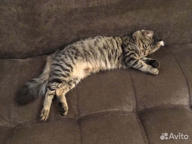 Кошка восточно-европейская