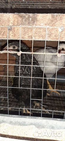 Куры молодки