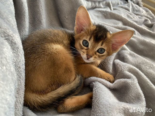 Абиссинский котенок девочка