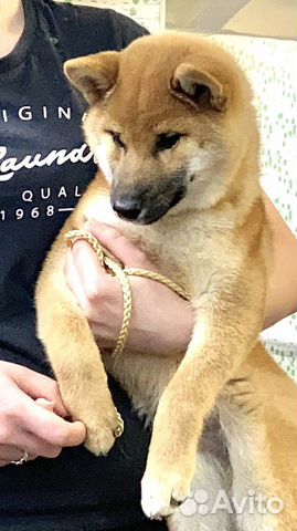 Сиба кобель, 4 мес