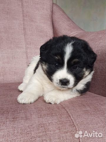 Буся ищет дом