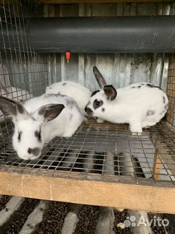 Калифорнийские кролики