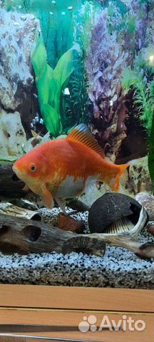 Рыба Карась Комета красно-белая