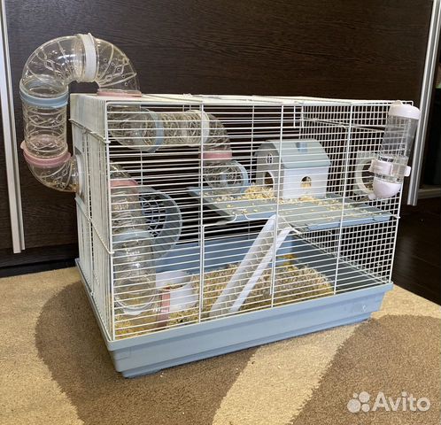 Сирийский хомяк с клеткой