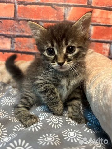 Котенок девочка Кэтти 1 мес