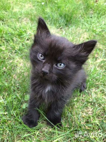 Котята в дар. Всё чёрные, котик и 3 кошки