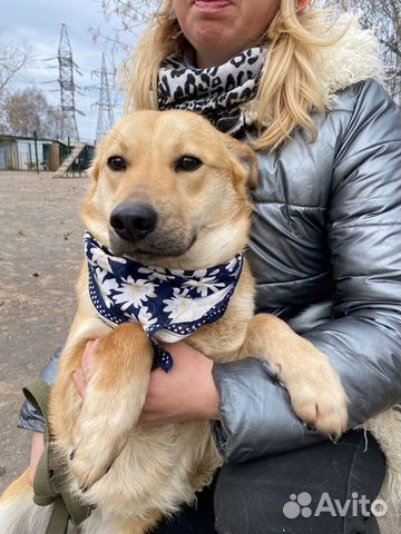 Нежеая собачка Ирма ищет дом и семью