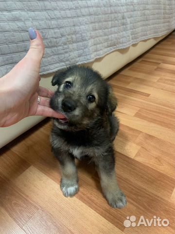 Помесь овчарки с обычной дворняжкой